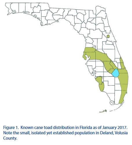 Questions from the Plant Clinic: Bufo Toads - UF/IFAS Extension ...
