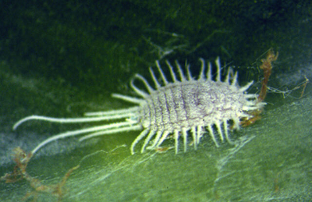 Questions From The Plant Clinic: Mealybugs - UF/IFAS Extension Seminole ...