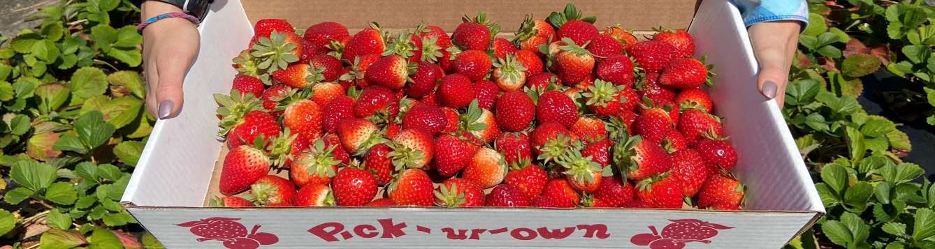 Why Buy Locally Grown Food? Plus a guide to local farms and farmers ...