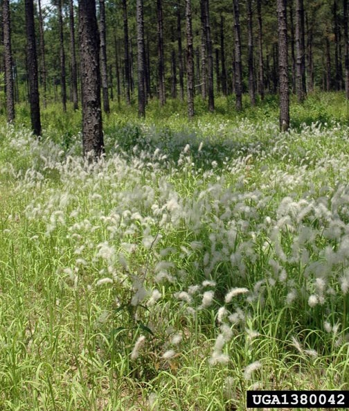 How do I know which weeds are invasive? Weed Wrangle© Week - UF/IFAS ...