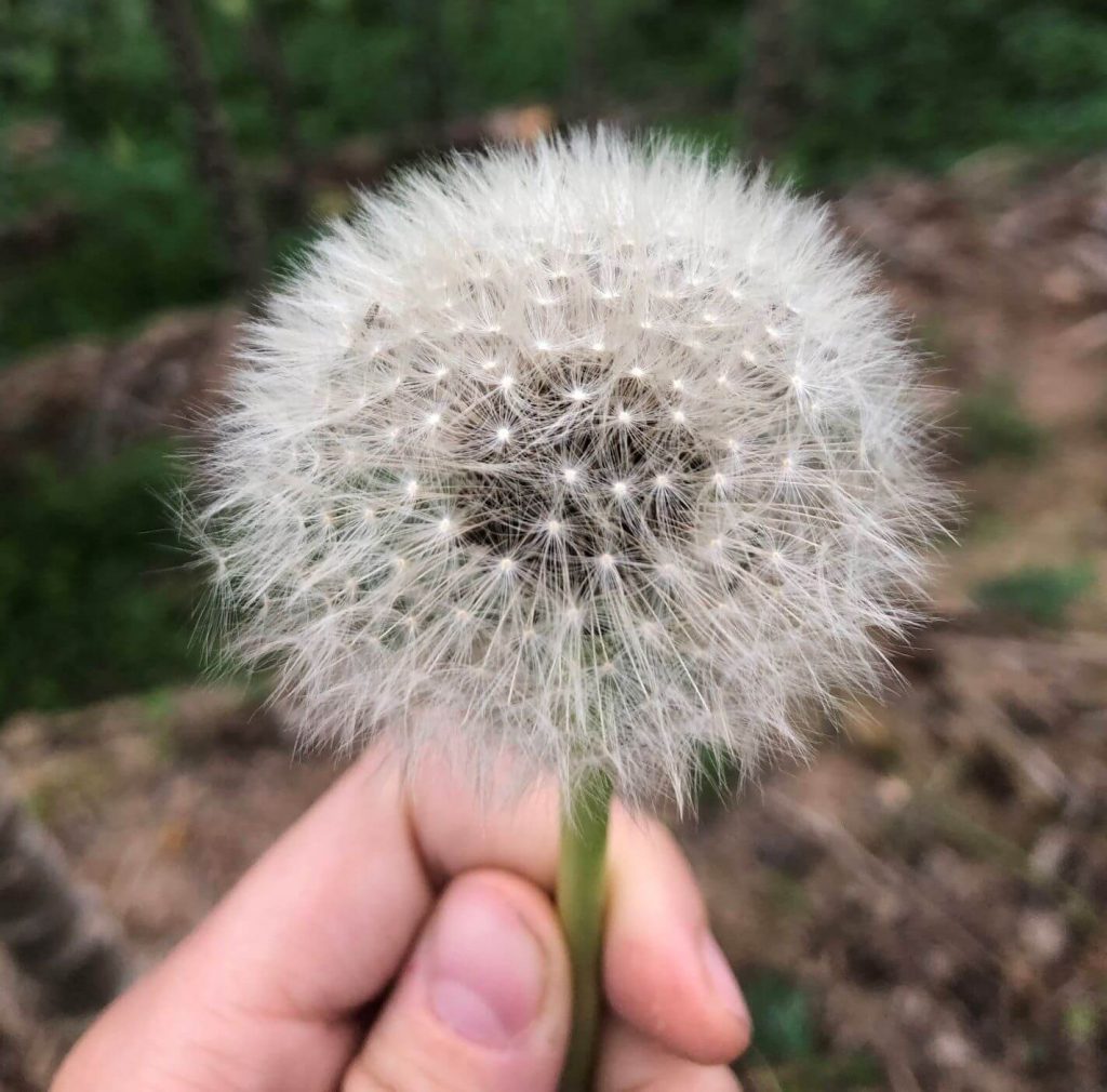 How can you help stop the spread of invasive species? Weed Wrangle ...