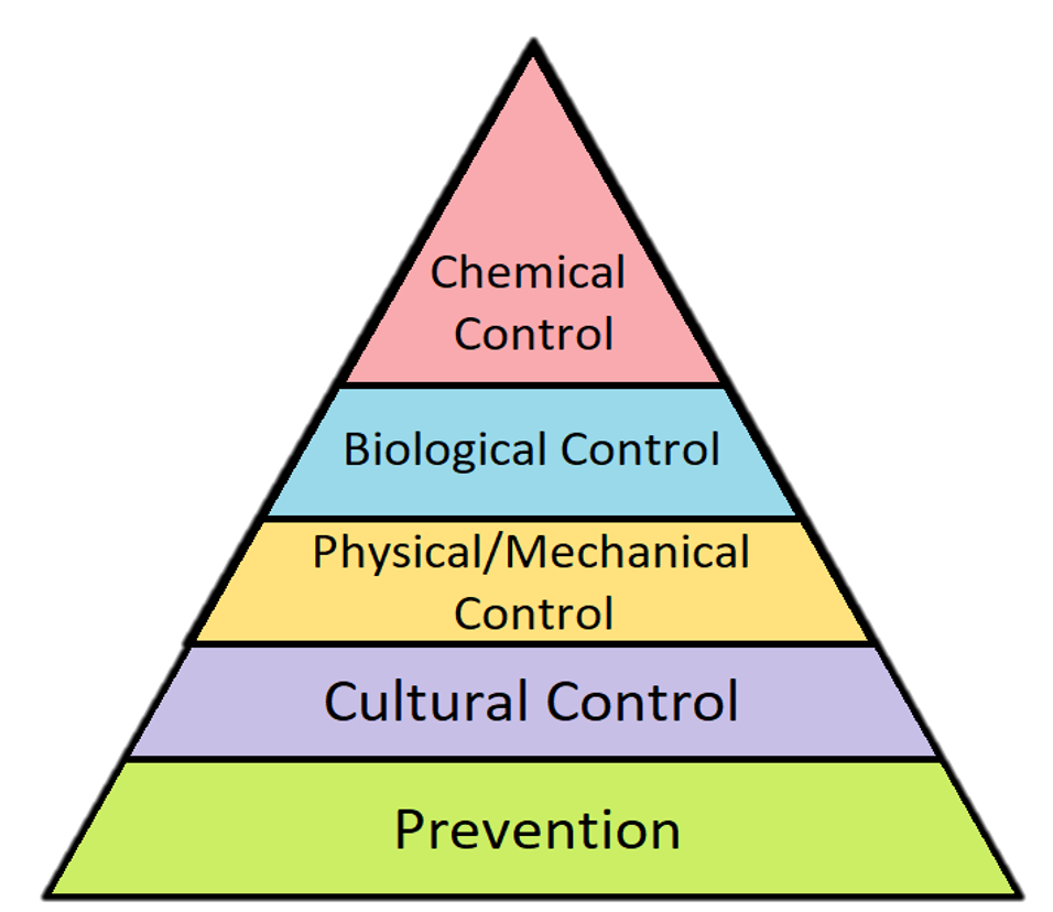How do we manage invasive weeds? Weed Wrangle© Week - UF/IFAS Extension ...