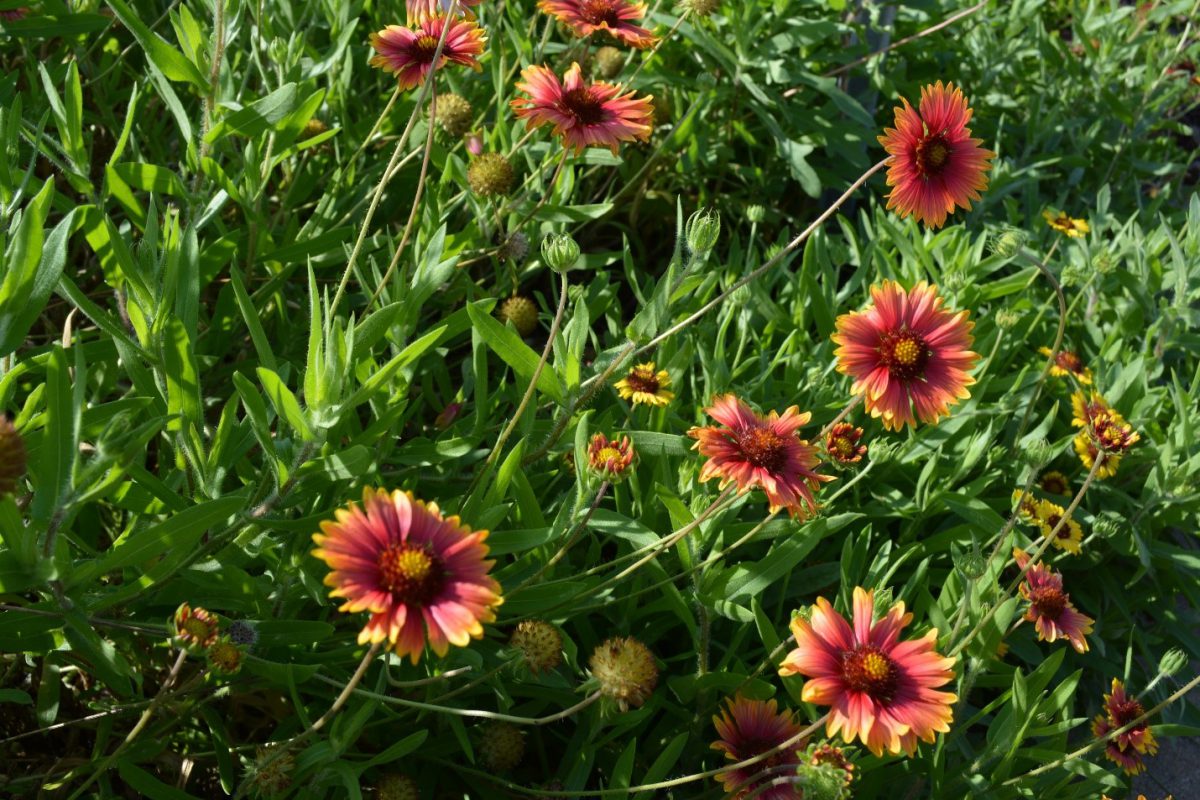 How do I select native plants? Weed Wrangle© Week - UF/IFAS Extension ...