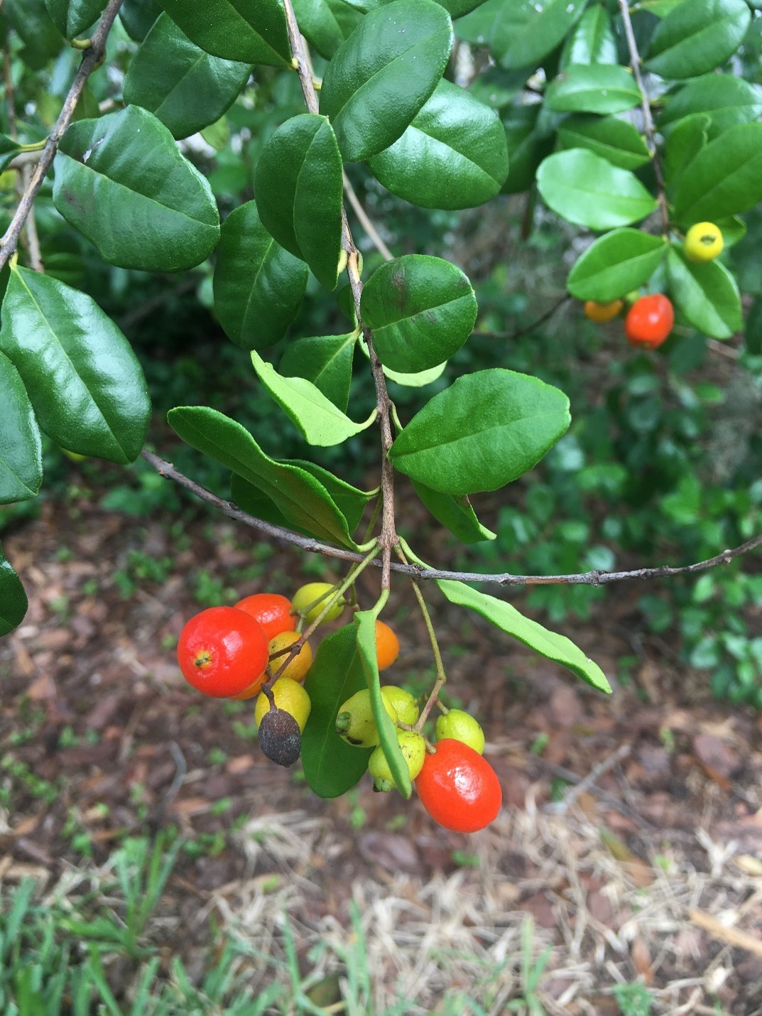 How do I select native plants? Weed Wrangle© Week - UF/IFAS Extension ...