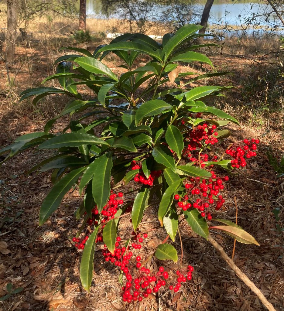What are some common invasive weeds in rural areas? Weed Wrangle© Week ...