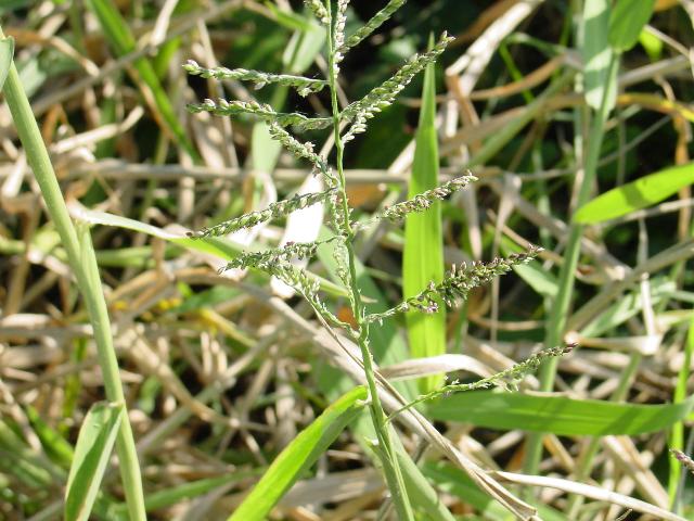 What are some common invasive weeds in rural areas? Weed Wrangle© Week ...