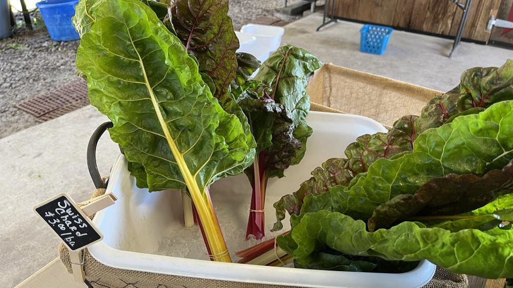 Switch it up with Swiss Chard: 2022 Food Check-Out Week - UF/IFAS ...
