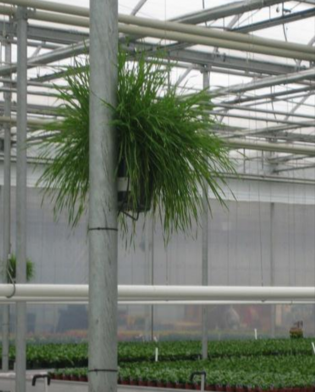 PhotoStory: Banker Plants - UF/IFAS Florida Small Farms