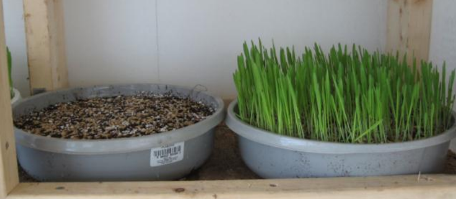 PhotoStory: Banker Plants - UF/IFAS Florida Small Farms