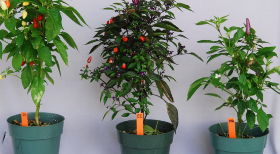 PhotoStory: Banker Plants - UF/IFAS Florida Small Farms