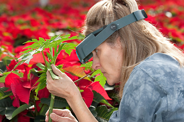 PhotoStory: Banker Plants - UF/IFAS Florida Small Farms