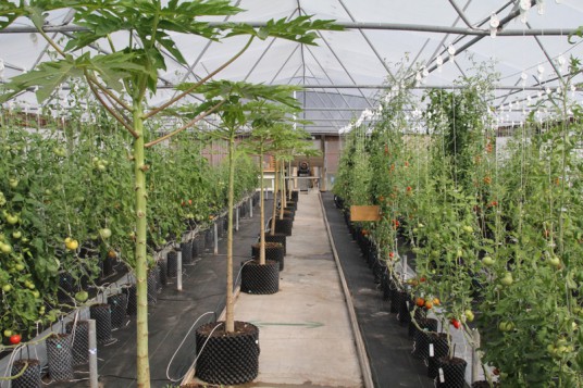 PhotoStory: Banker Plants - UF/IFAS Florida Small Farms