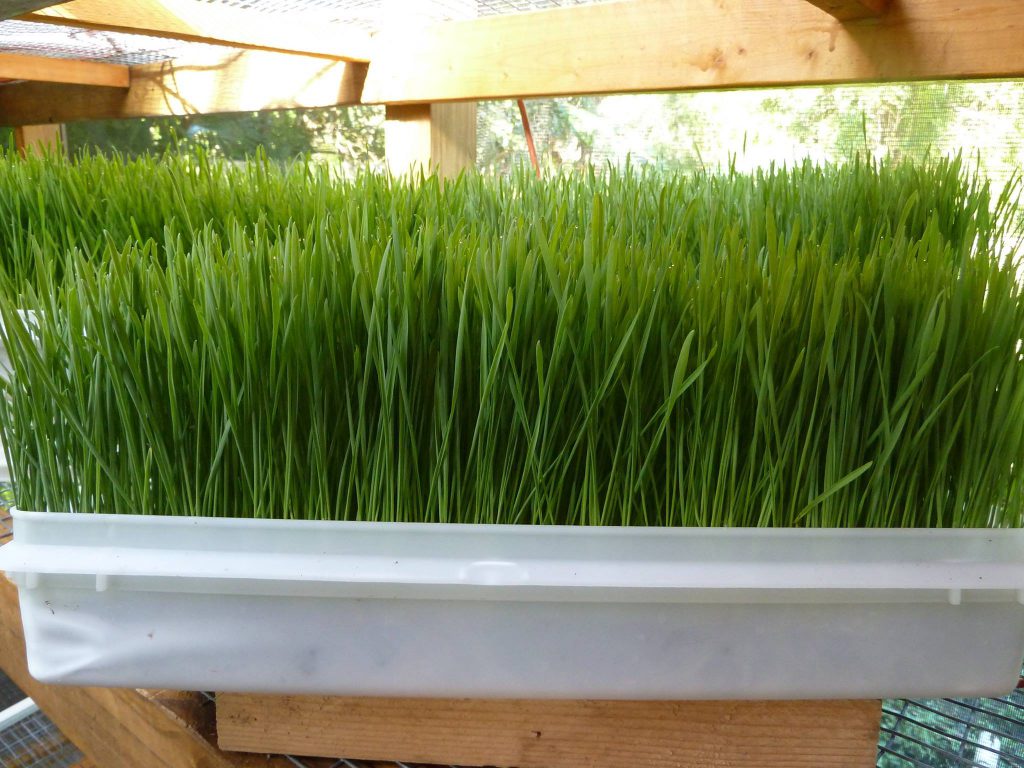 A farmer story: Sprouting for your health - UF/IFAS Florida Small Farms