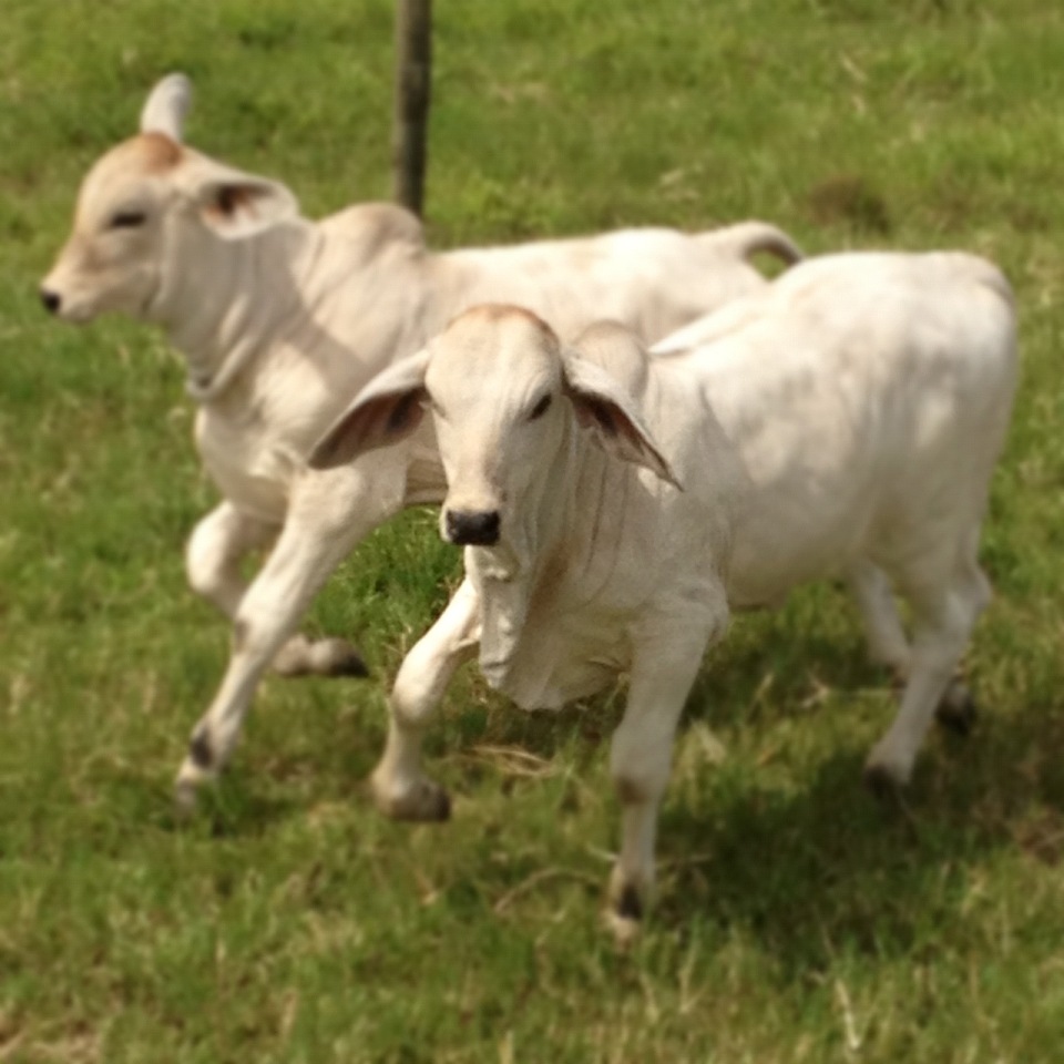 Replacement Heifer Selection - UF/IFAS Extension St. Johns County