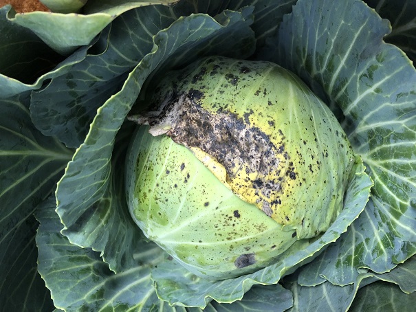 Disease Notes: Alternaria Leaf Spot of Brassica Crops - UF/IFAS ...