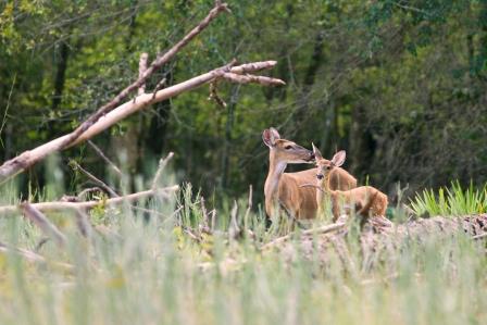 Explore Natural Florida Together - UF/IFAS Extension St. Johns County