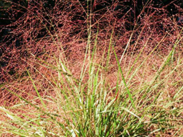 Florida-Friendly Native Grasses - UF/IFAS Extension St. Johns County