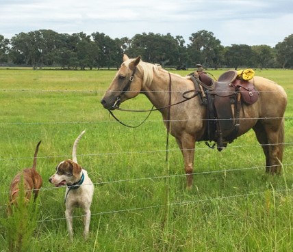 Cattle Handling Tools: The Cow Horse and Cow Dog - UF/IFAS Extension St ...