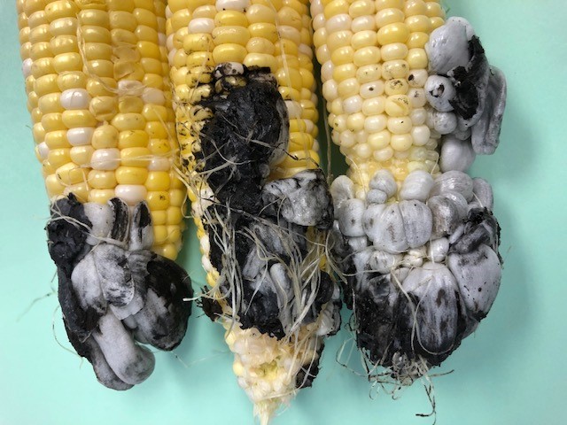News from the Hastings Triage Lab: Corn Smut - UF/IFAS Extension St ...