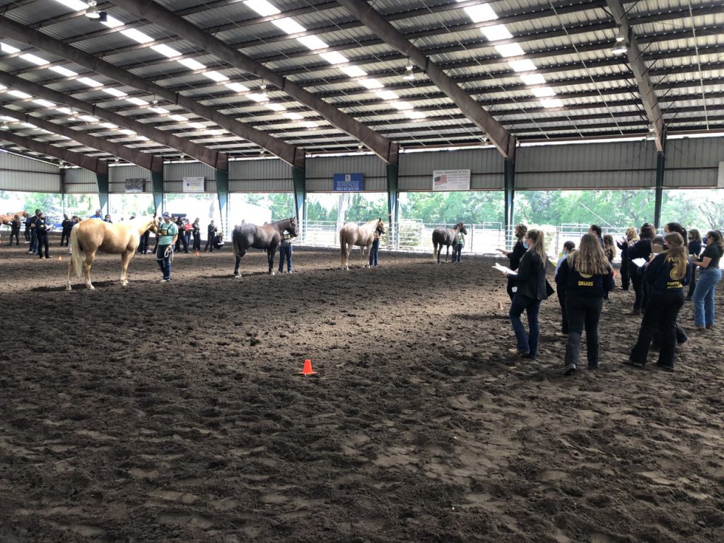 Horse Judging & Hippology: A Closer Look - UF/IFAS Extension St. Johns ...