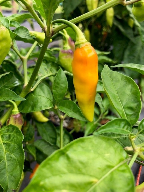 Datil Peppers and the 13th Annual Fall Festival in St. Augustine - UF ...