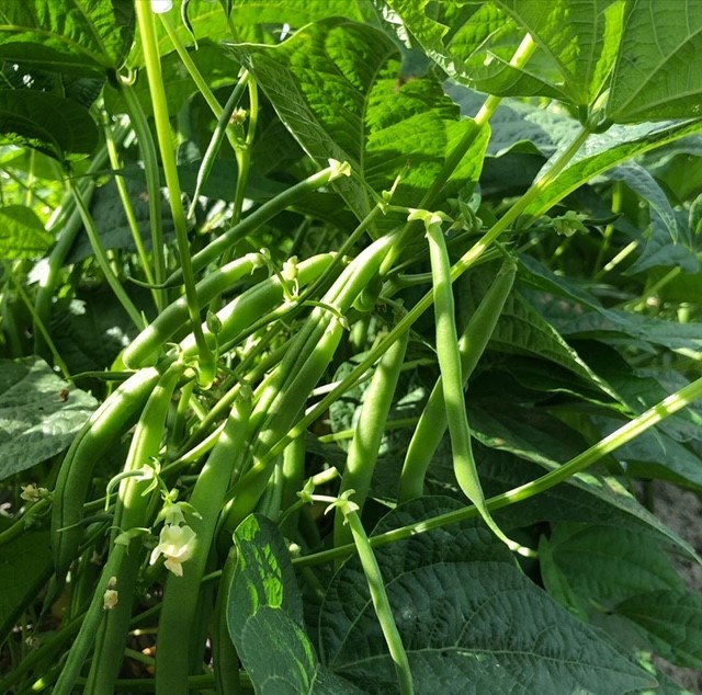 Legume Production Expands in St. Johns County - UF/IFAS Extension St ...