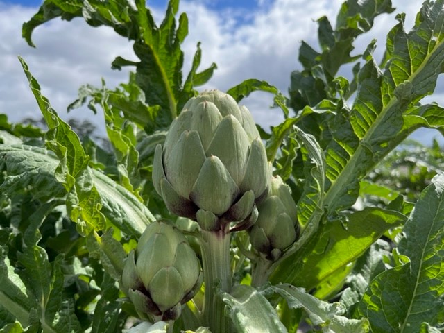 Growing Artichokes in Florida - A New Crop with National Awareness - UF/IFAS Extension St. Johns ...