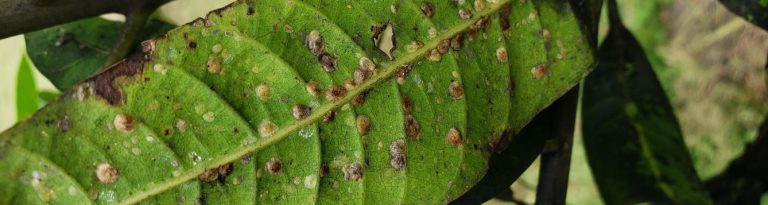 Scale Insect on Mango Tree - UF/IFAS Extension St. Lucie County