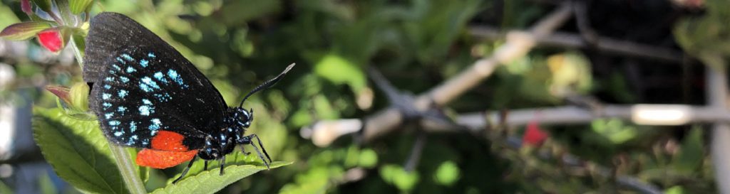 Atala Infographic Wins Award