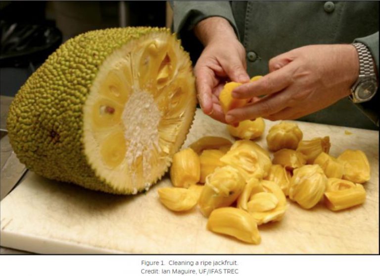 Growing Jackfruit in Florida - UF/IFAS Extension St. Lucie County