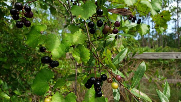 Wild Grape of Florida - UF/IFAS Extension St. Lucie County