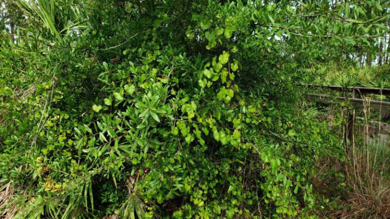 Wild Grape of Florida - UF/IFAS Extension St. Lucie County