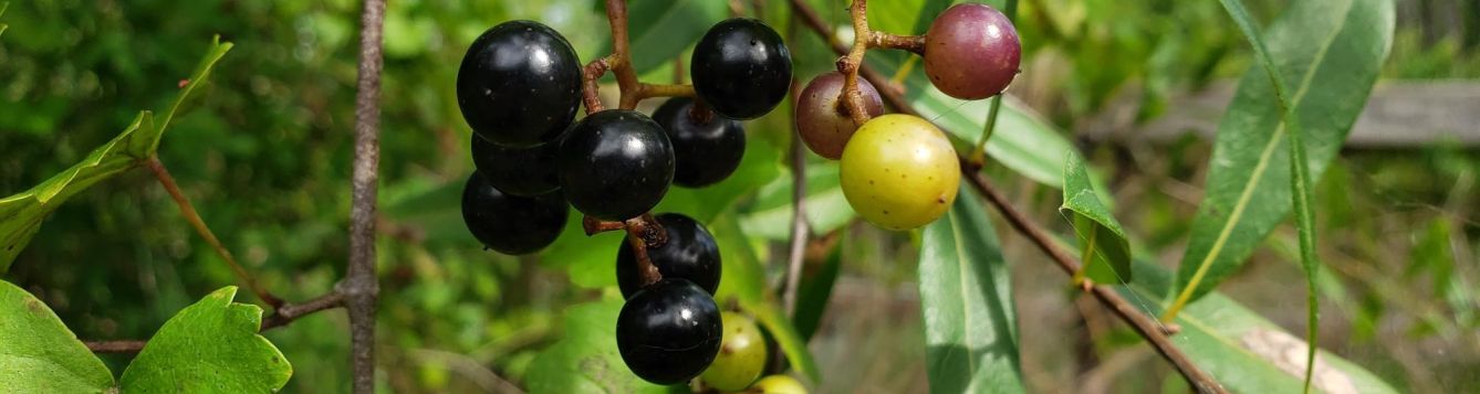 Wild Grape of Florida - UF/IFAS Extension St. Lucie County