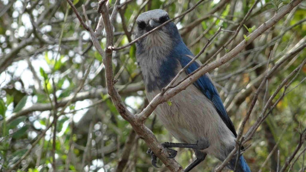 Scrub-jays in St. Lucie County nature preserves can be seen by hikers