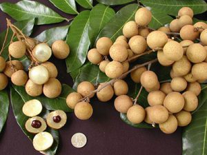 Growing Longan in Florida - UF/IFAS Extension St. Lucie County