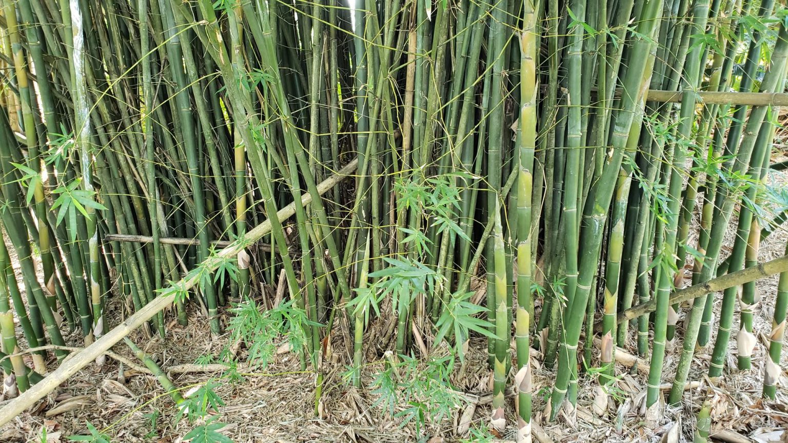 Growing Bamboo in Florida: A New Opportunity - UF/IFAS Extension St ...