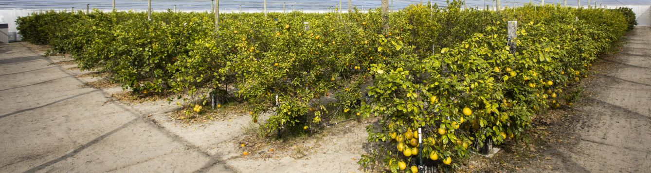 Citrus Under Protective Screen (CUPS) Overview and perspective - UF ...