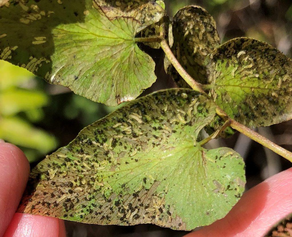 Releasing Old World Climbing Fern (Lygodium microphyllum) Moths and Mites