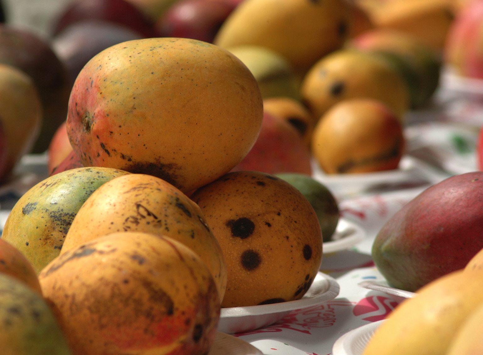 Mango Anthracnose and its Management - UF/IFAS Extension St. Lucie County