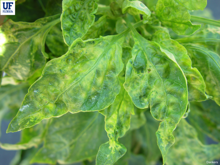 Tomato Mosaic Virus (ToMV) and its Management - UF/IFAS Extension St ...