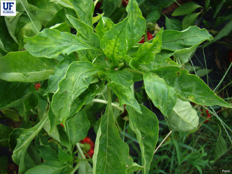 Tomato Mosaic Virus (ToMV) and its Management - UF/IFAS Extension St ...