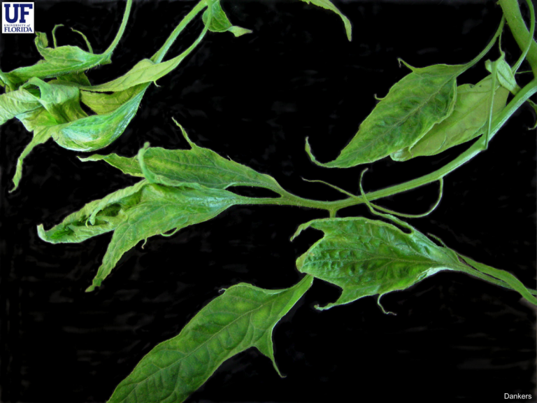 Tomato Mosaic Virus (ToMV) and its Management - UF/IFAS Extension St ...