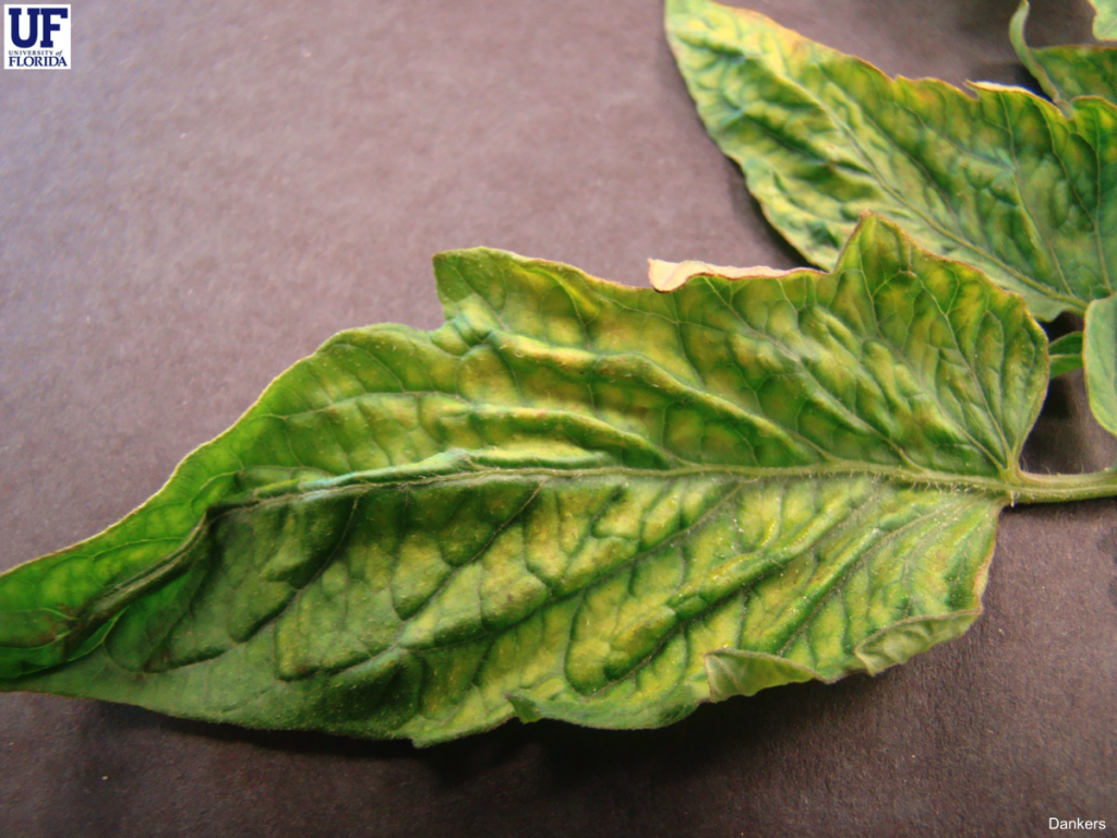 Tomato Mosaic Virus (ToMV) and its Management - UF/IFAS Extension St ...