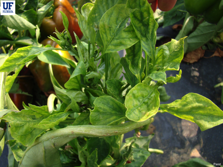 Tomato Mosaic Virus (ToMV) and its Management - UF/IFAS Extension St ...