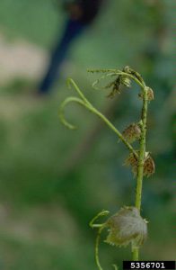 Aphids on Plants and their Management - UF/IFAS Extension St. Lucie County
