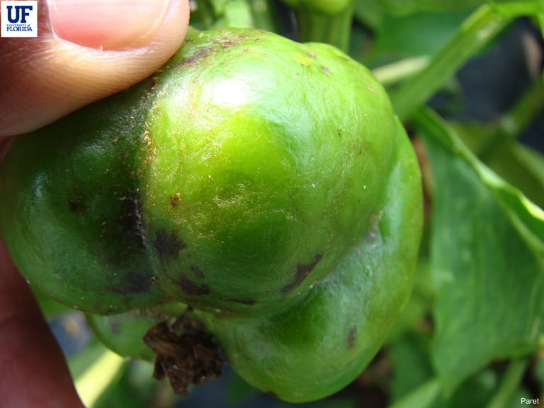 Tomato Mosaic Virus (ToMV) and its Management - UF/IFAS Extension St ...