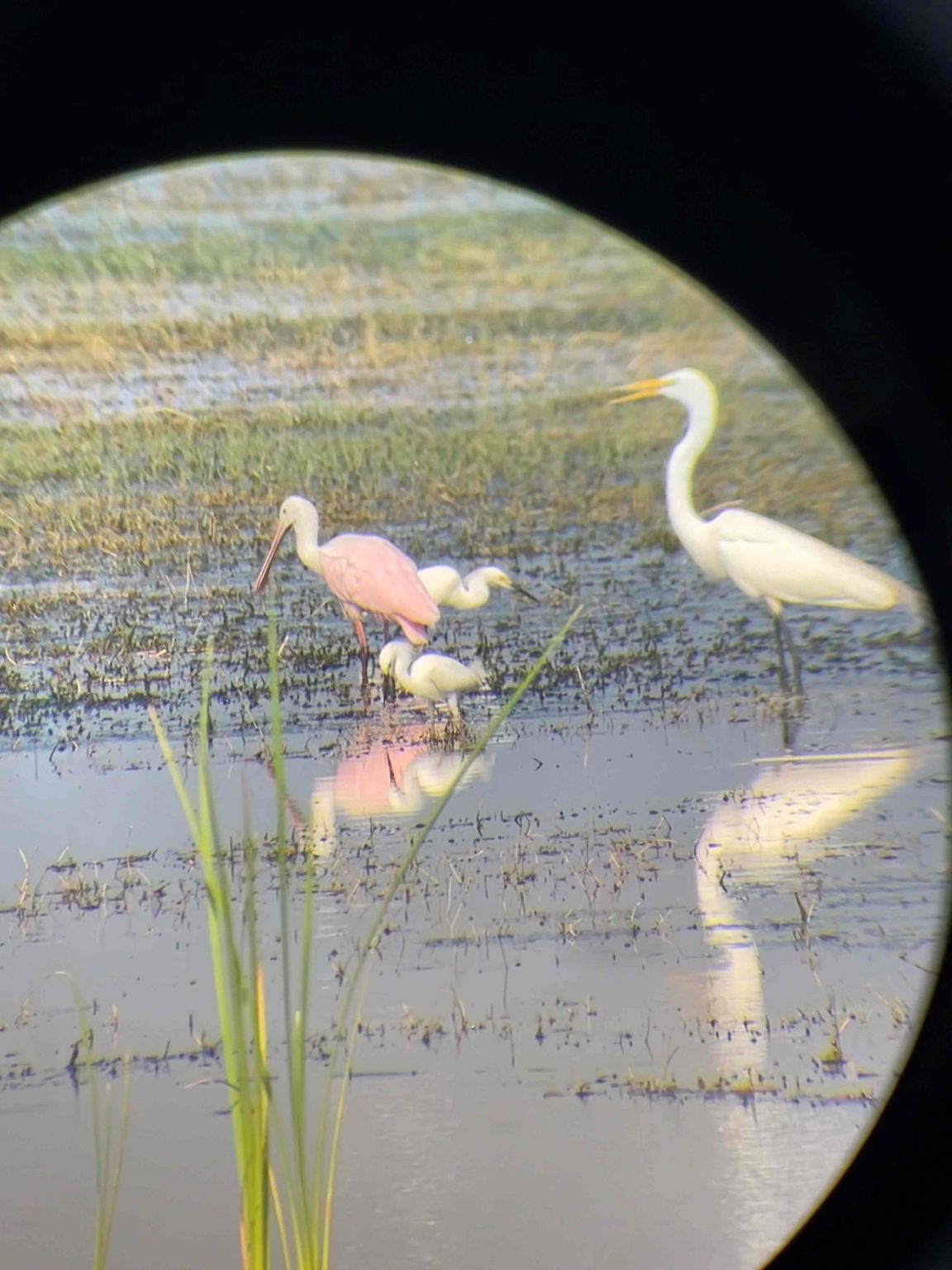 My Adventure Birding at Lakeside Ranch