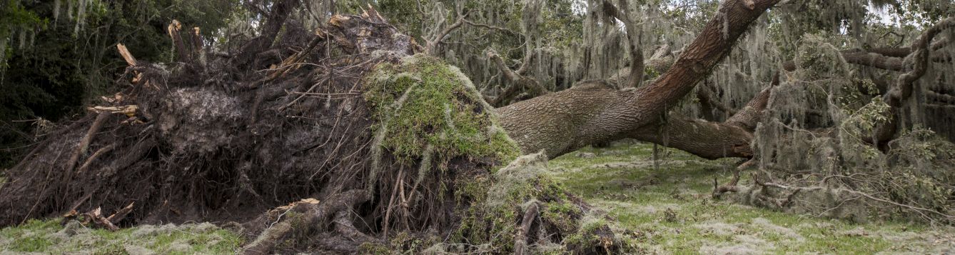 Hurricane Preparation Practices for Fruit Trees - UF/IFAS Extension St ...