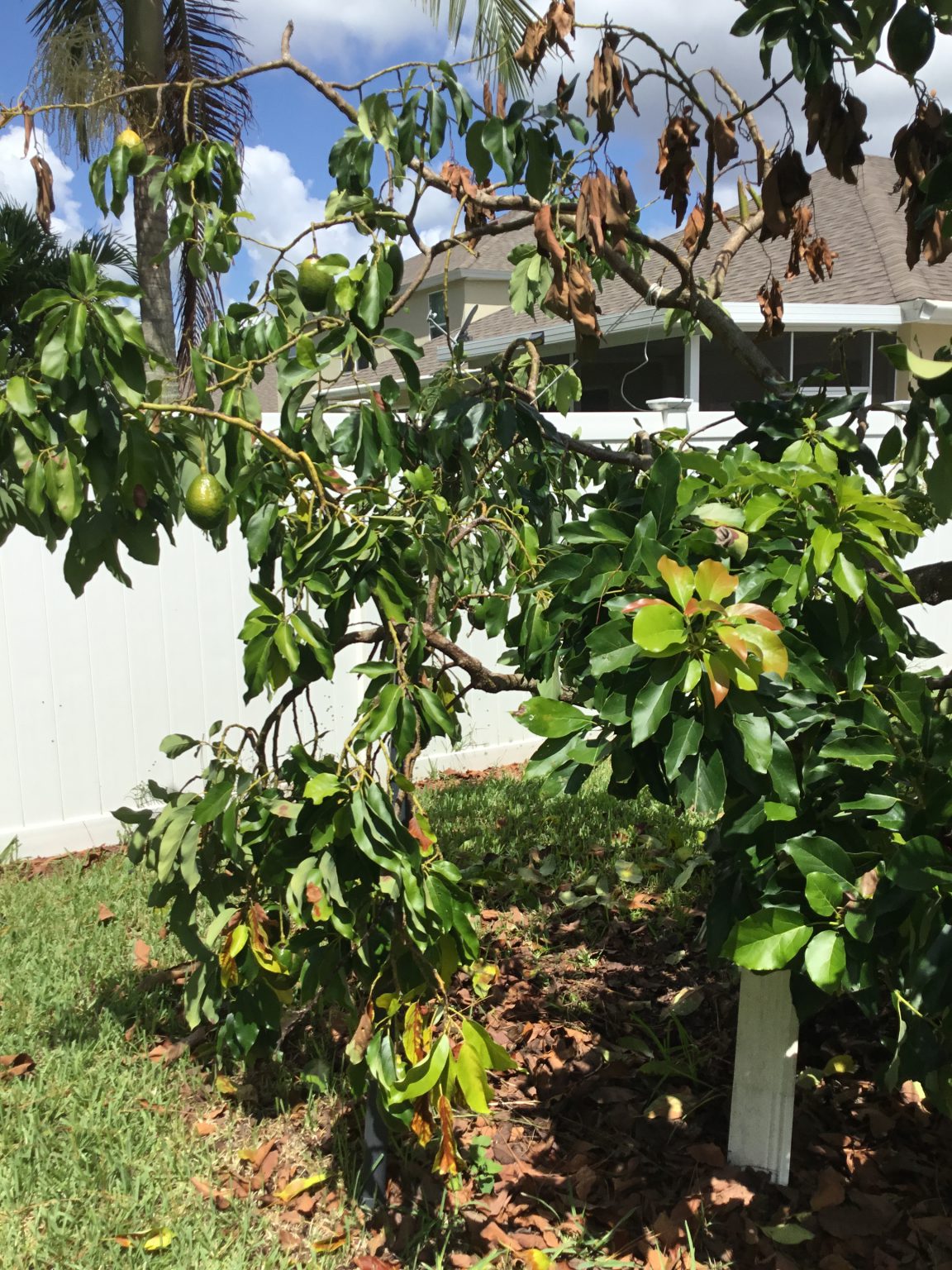 Avocado Disease: Anthracnose - UF/IFAS Extension St. Lucie County