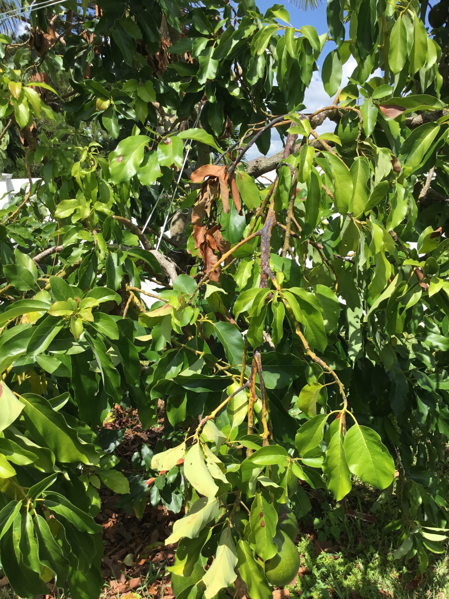 Avocado Disease: Anthracnose - UF/IFAS Extension St. Lucie County